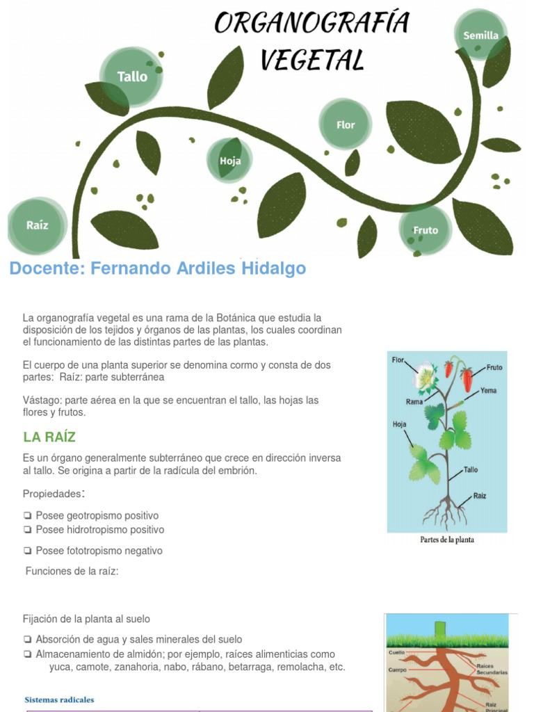 Organografía Vegetal | Descargar gratis PDF | Flores | Germinación