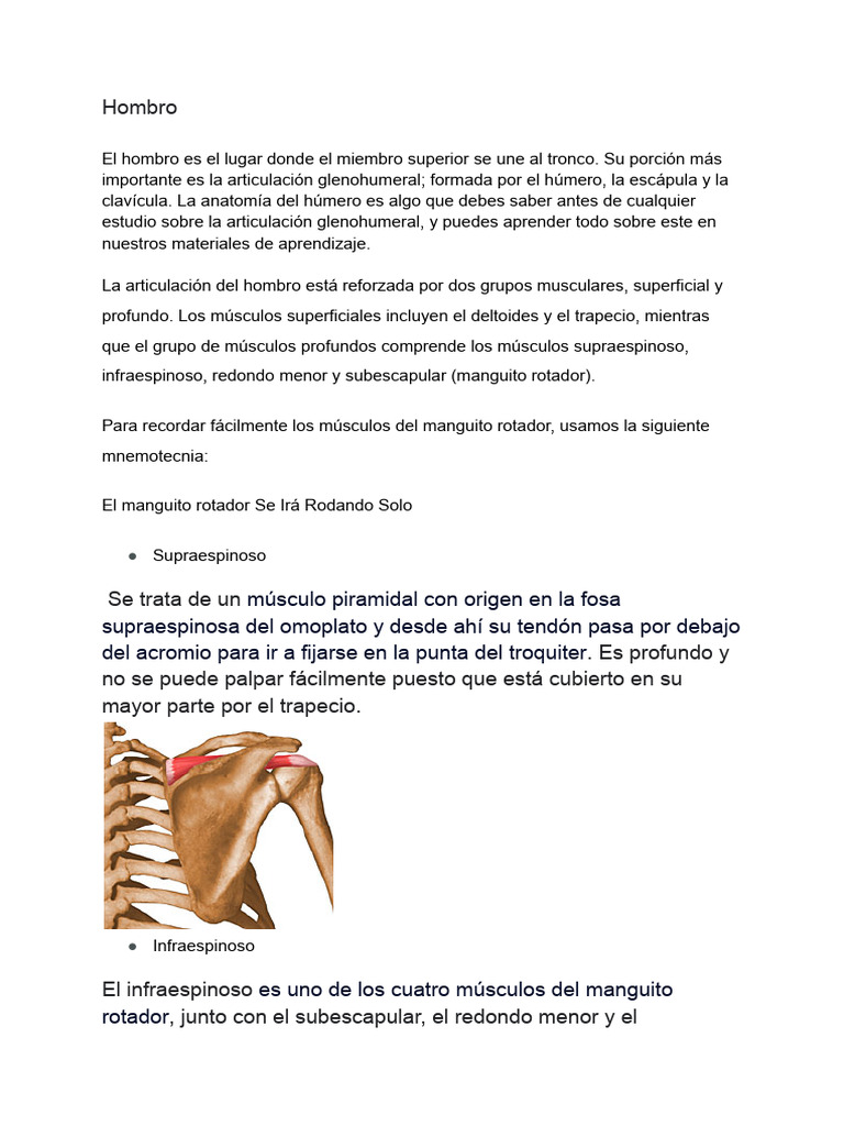 Resumen 3er Parcial | PDF | Hombro | Articulación