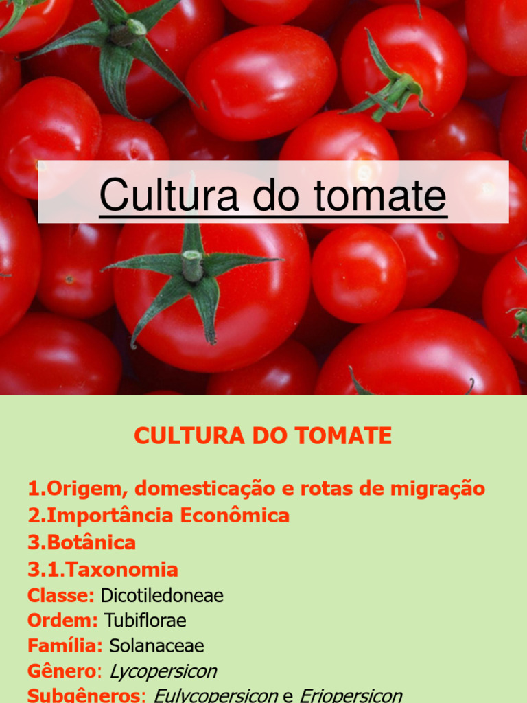 Tomate Slide | PDF | Fruta | Tomate