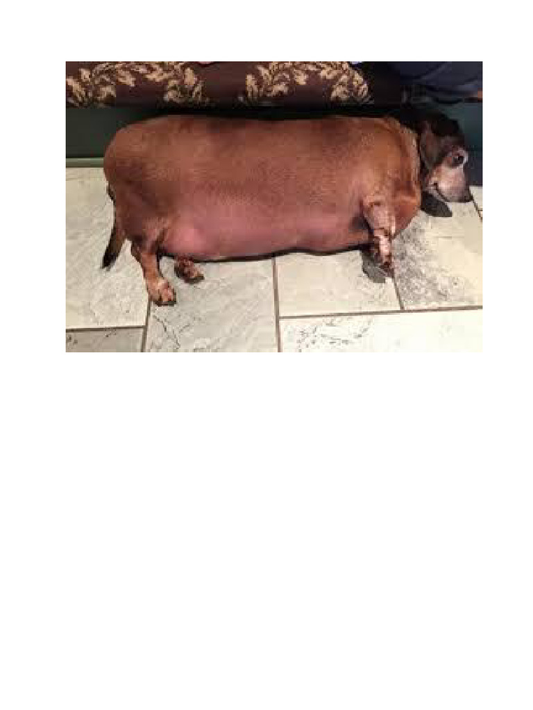 Perro Salchicha Gordo Bachicha | PDF