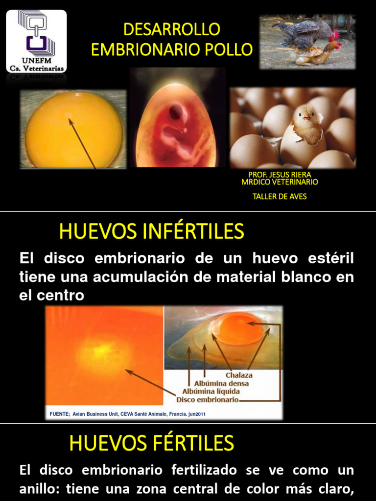 Desarrollo Embrionario Pollo | PDF | Huevo | Embrión