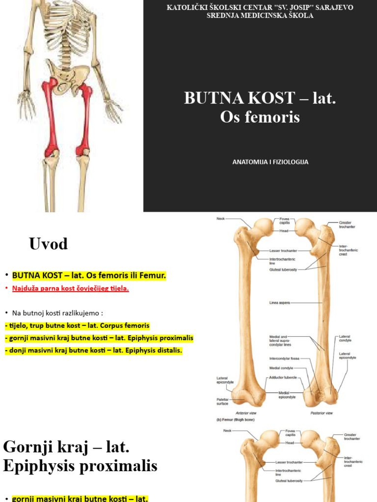BUTNA KOST - Lat. Os Femoris | PDF