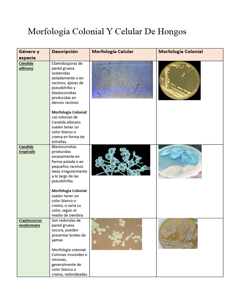 Morfologia Colonial y Celular | PDF | Bacterias Gram-negativo | Microbiología