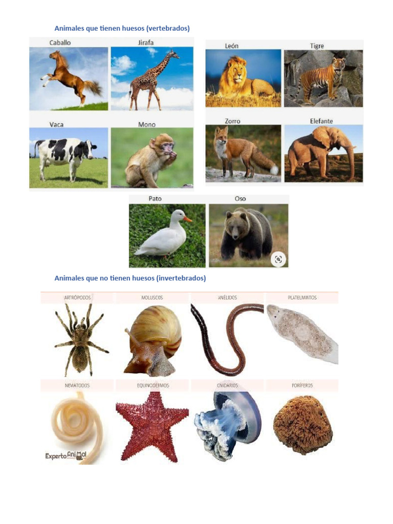 Animales con y sin huesos: guía completa | PDF