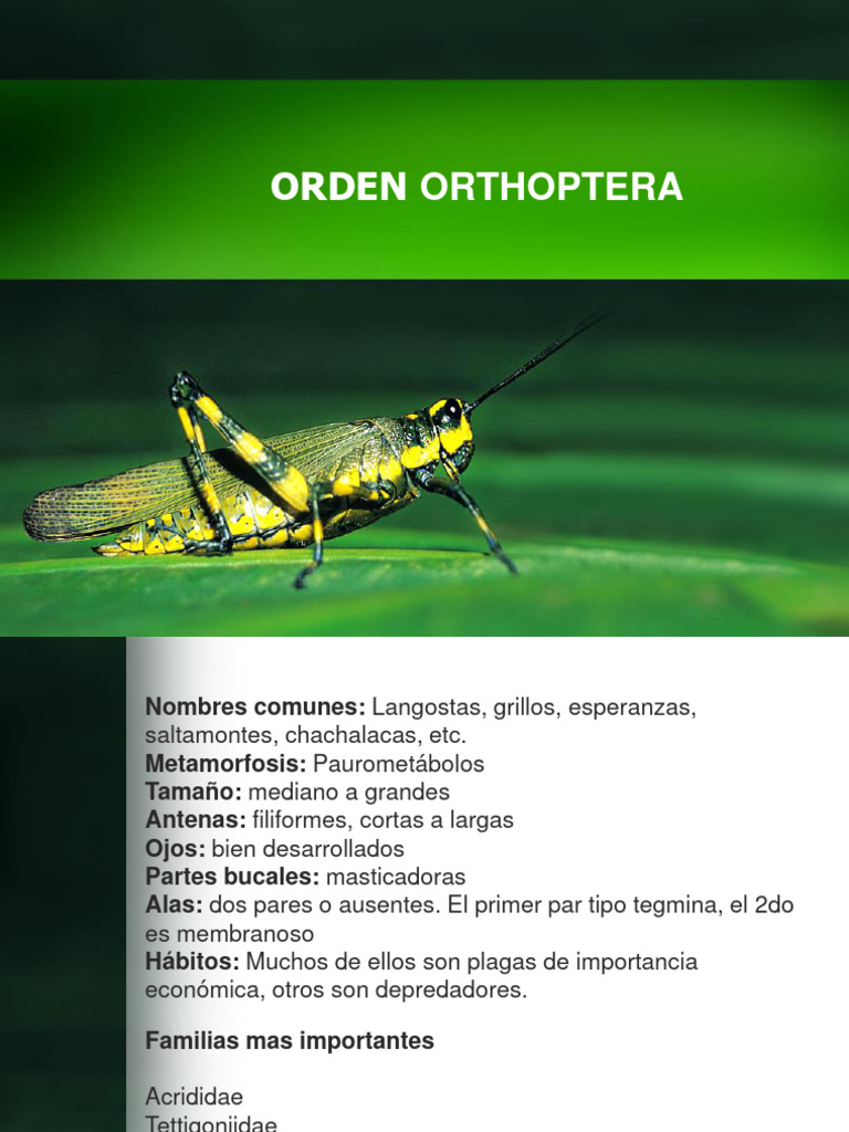 Exposicion Orden Orthoptera y Neuroptera (Gracia Matute) | PDF | Larva ...