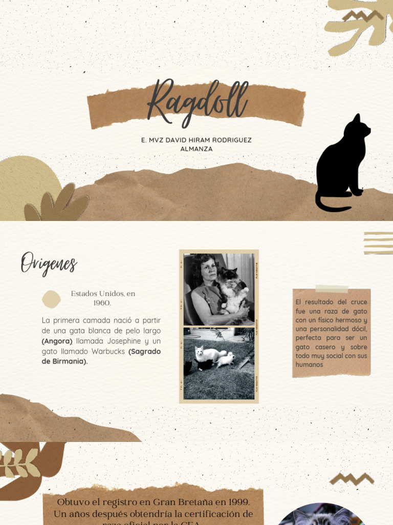 Ragdoll | PDF | Gatos | Mamíferos