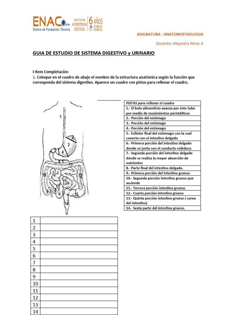 Guia de Trabajo de Sistema Digestivo y Urinario | PDF | Sistema ...