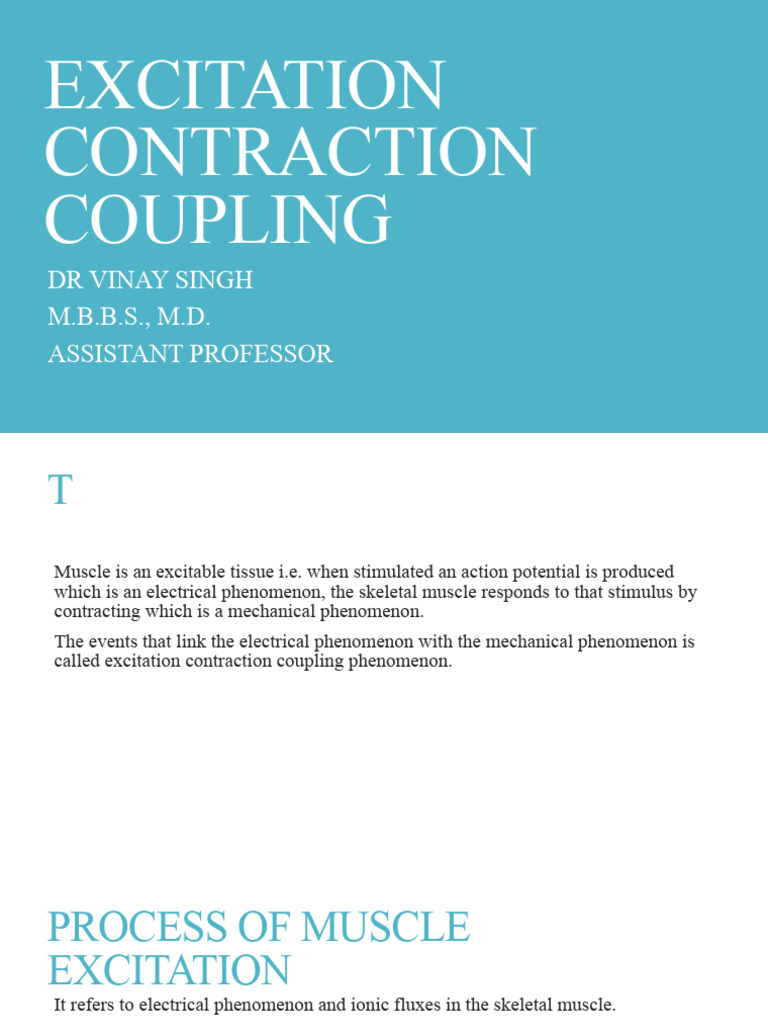 Muscle Excitation-Contraction Coupling Explained | PDF | Muscle ...