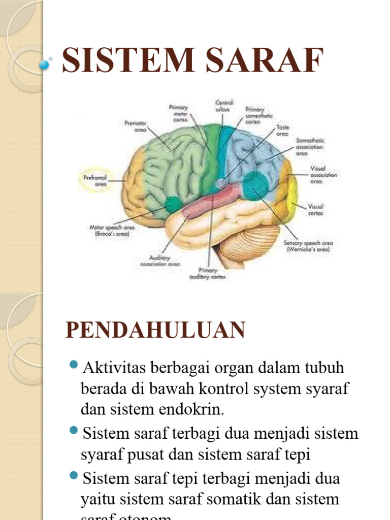 Sistem Saraf | PDF | Sains & Matematika