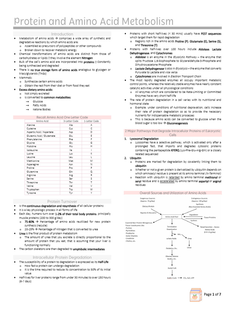 5.1 Protein Metabolism 1 | PDF | Proteins | Metabolism