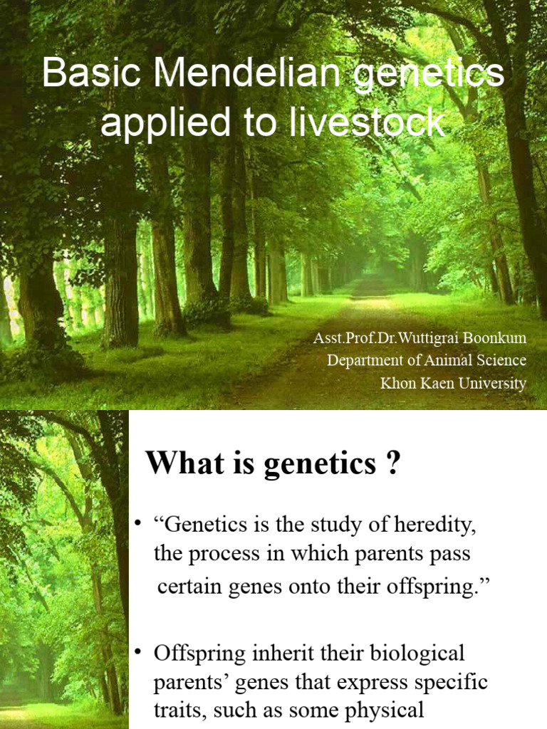 Basic Mendelian Genetics | PDF | Genotype | Zygosity