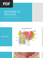 Anatomie de la Prostate chez l'Homme | PDF | Prostate | Anatomie