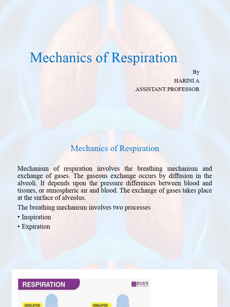 Respiration Mechanics Explained | PDF | Respiratory System | Breathing