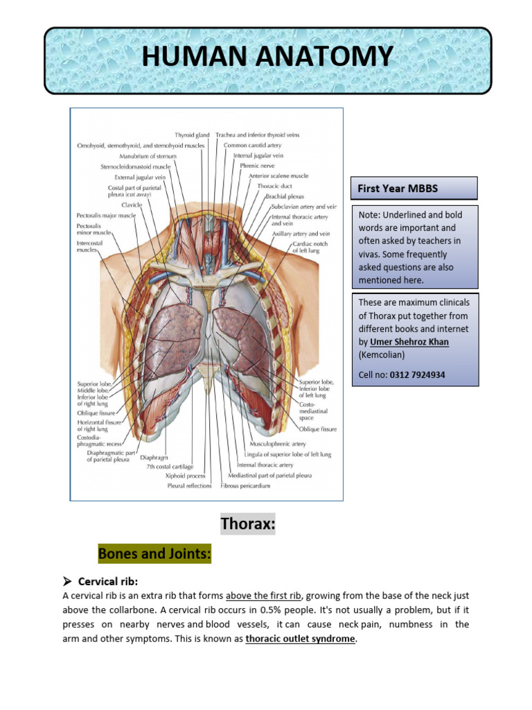 ALL Clinicals of Thorax | PDF | Coronary Circulation | Heart