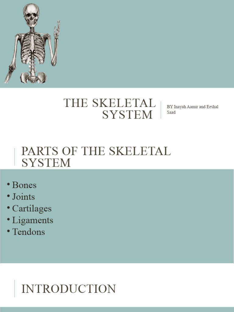 The Skeletal System | PDF | Bone | Skeleton