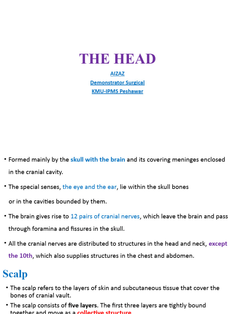 Anatomy II Lec 21 (Skull) | PDF | Skull | Human Anatomy