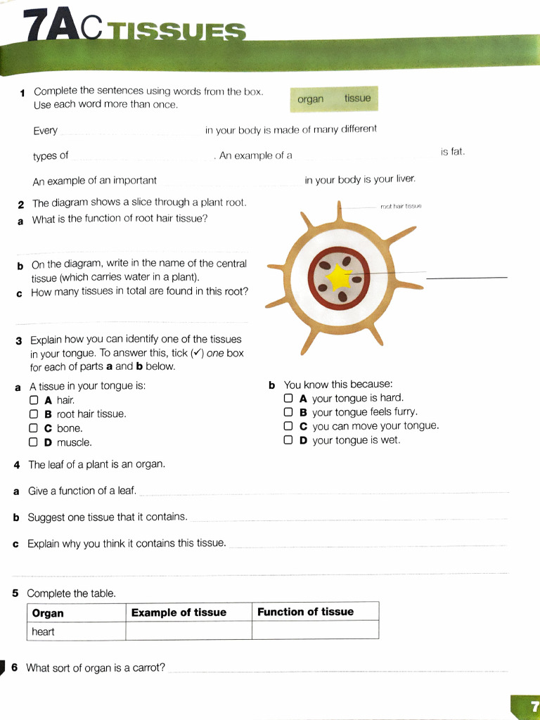 Exploring Science 7ac - Tissues | PDF | Foreign Language Studies ...