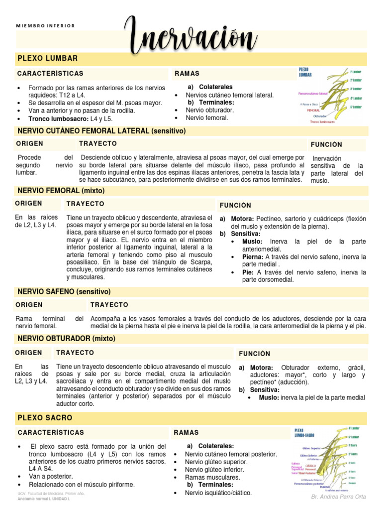 Inervación Miembro Inferior (Ap) | PDF | Sistema nervioso | Tejido suave