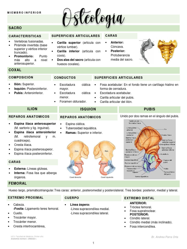 Osteología del Miembro Inferior | PDF | Sistema esquelético | Anatomía ...