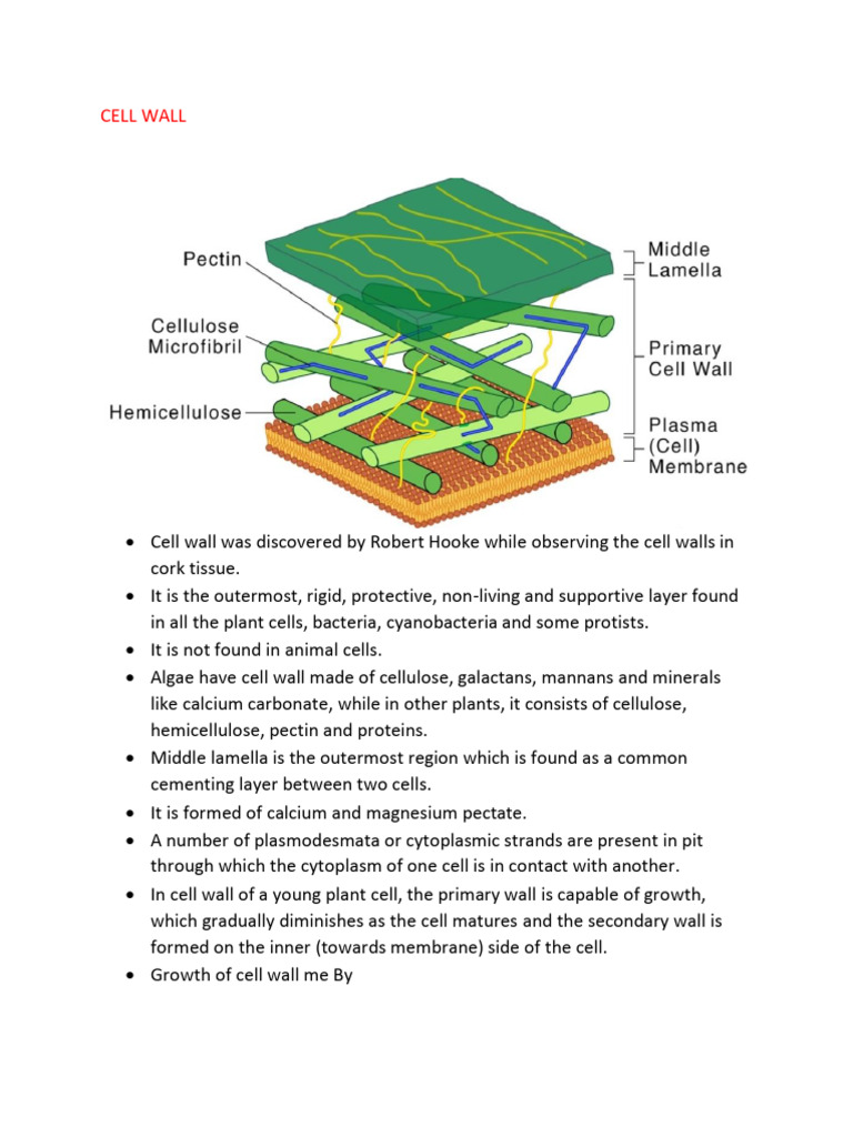 Cell Wall SN | PDF | Cell Wall | Cell (Biology)