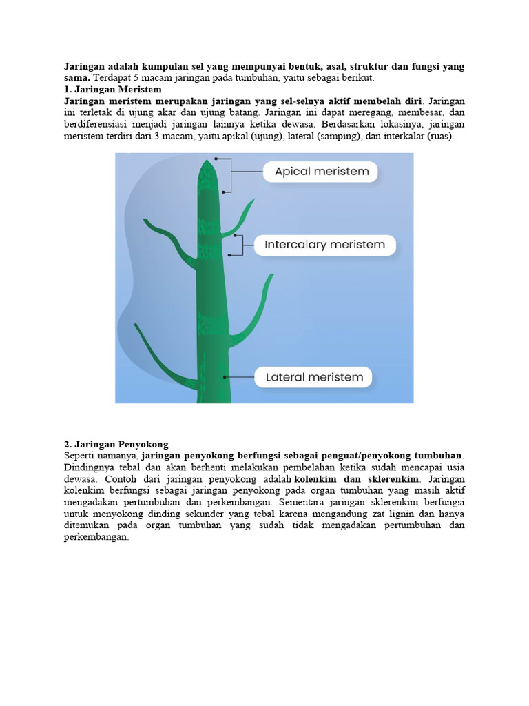Jenis-Jenis Jaringan Tumbuhan | PDF