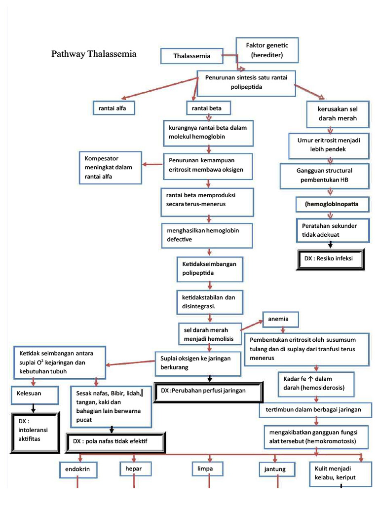 PDF Pathway Thalassemia - Compress | PDF