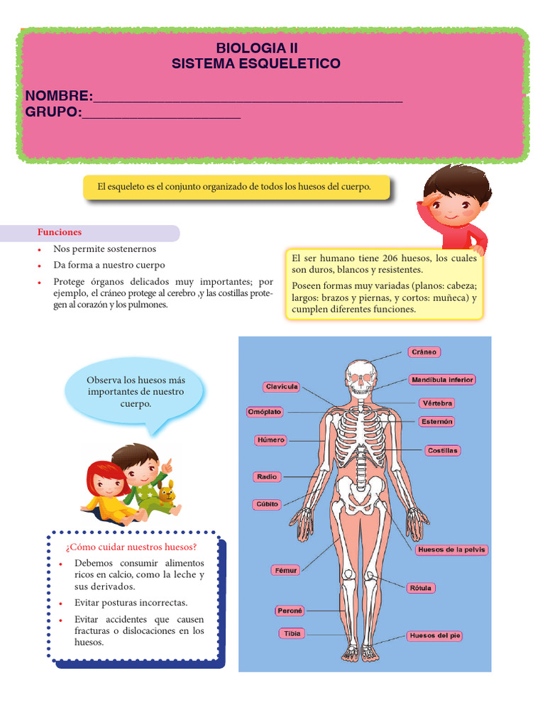 El Esqueleto Humano Pdf Esqueleto Hueso