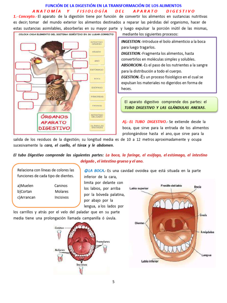 Anatomia y Fisiologia Aparato Digestivo 3 A 2023 | PDF | Sistema digestivo humano | Digestión