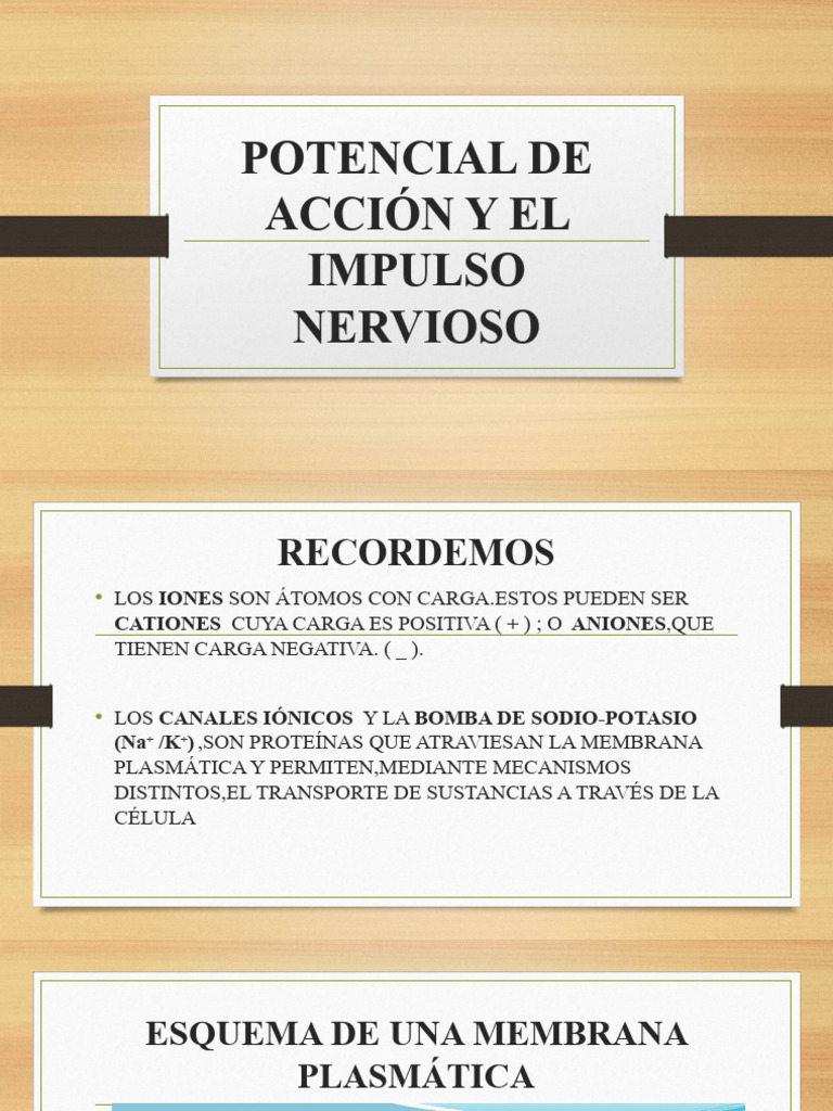 Ppt 3 Potencial de Acción e Impulso Nervioso | PDF | Sinapsis | Neurona