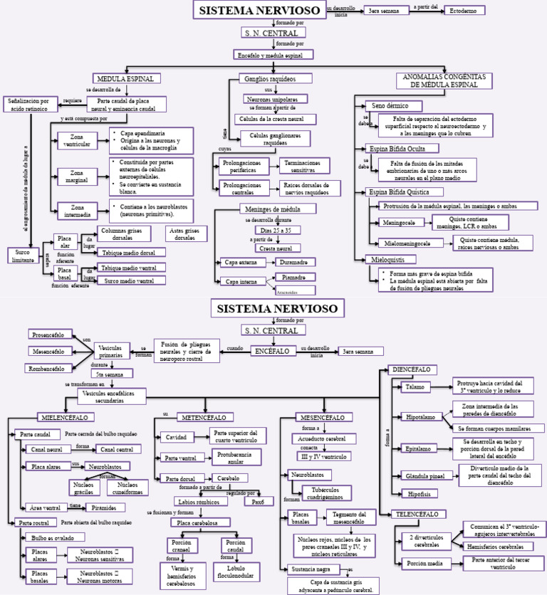 Mapa Conceptual Del Sistema Nervioso | PDF | Médula espinal | Sistema nervioso