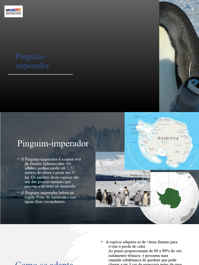 Características do Pinguim-imperador | PDF | Casa e Jardim