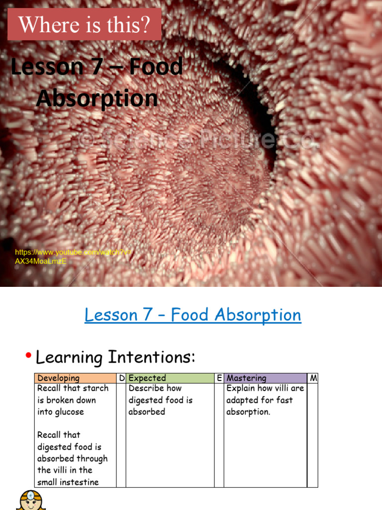 L7 Food Absorption Download Free Pdf Small Intestine Digestion