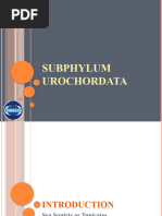 Urochordata Classification Overview | PDF | Chordates