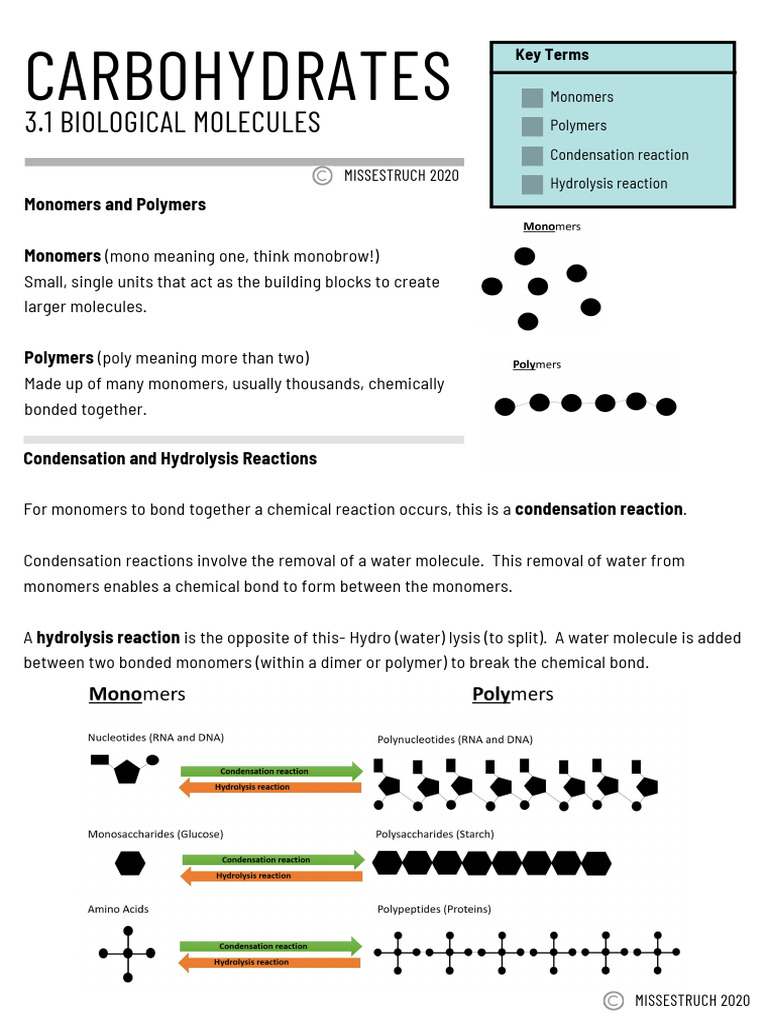 Carbohydrates Notes | PDF | Carbohydrates | Glucose