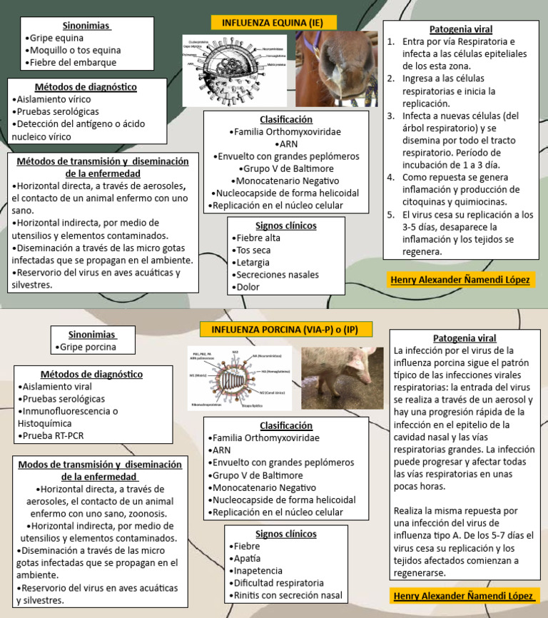 Influenza Equina y Porcina | PDF | Influenza | Virus