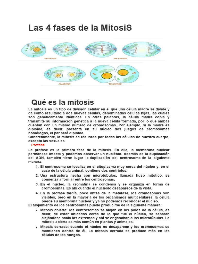 Las 4 Fases de La MitosiS | PDF | Mitosis | Nucleo celular