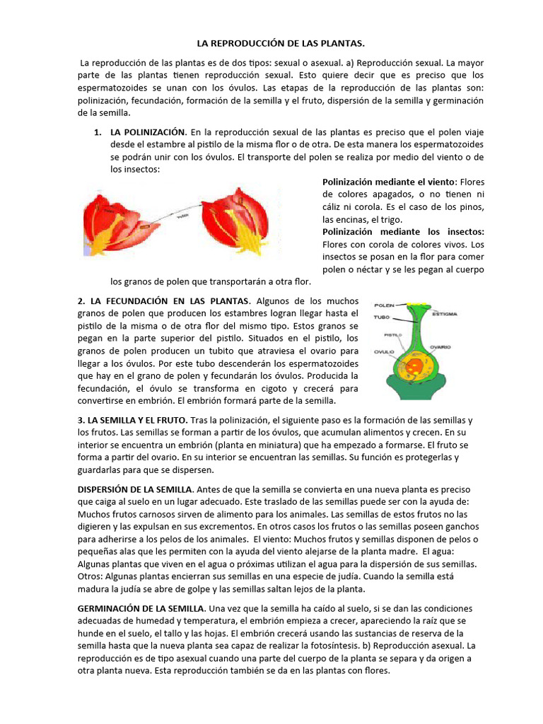 La Reproducción de Las Plantas | PDF | Flores | Semilla