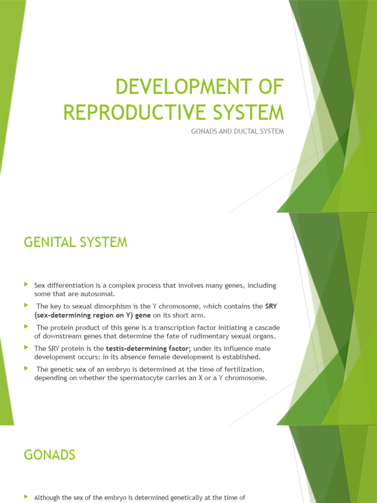 Development of Reproductive System | PDF | Testicle | Uterus