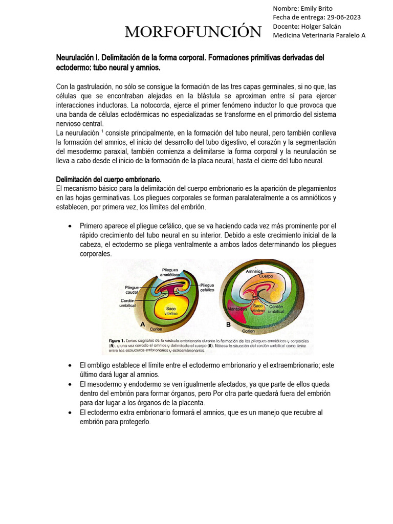 Morfofunción Neurulación | PDF | Embrión | Sistema nervioso