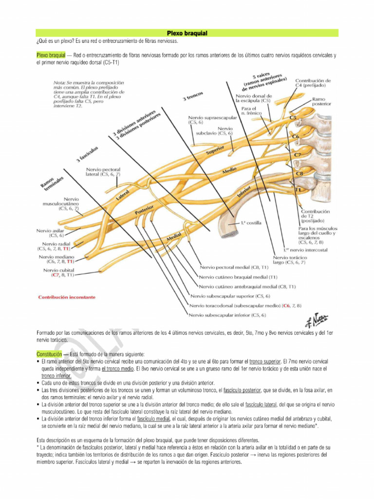 Anatomía de Plexo Braquial. | PDF
