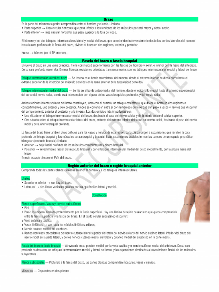Anatomía de Brazo, Codo y Antebrazo. | PDF