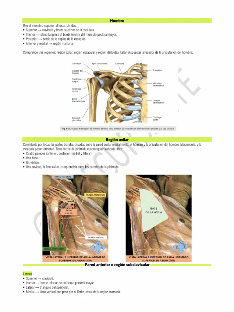 Anatomía de Hombro y axila. | PDF
