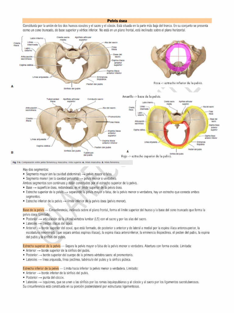 TP6 - Pelvis Ósea, Cintura Pélvica, Cadera, Región Glútea, Plexo Lumbar ...