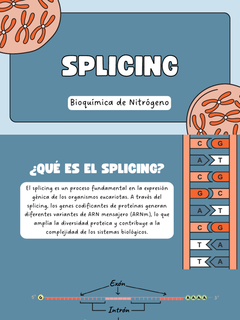 Splicing Presentacion | PDF