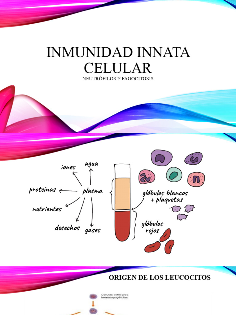 Inmunidad Innata CELULAR | PDF | Macrófago | Leucocito