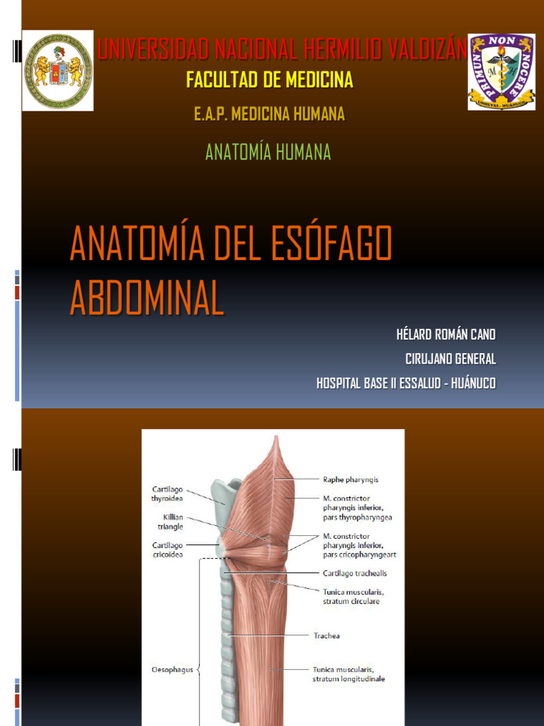 Anatomía del Esófago y Estómago | PDF | Estómago | Abdomen