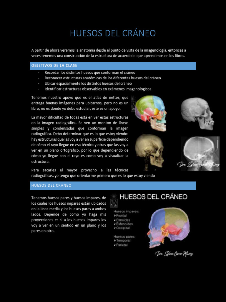 Huesos Del Craneo Pdf Cabeza Y Cuello Humanos Anatomía Humana