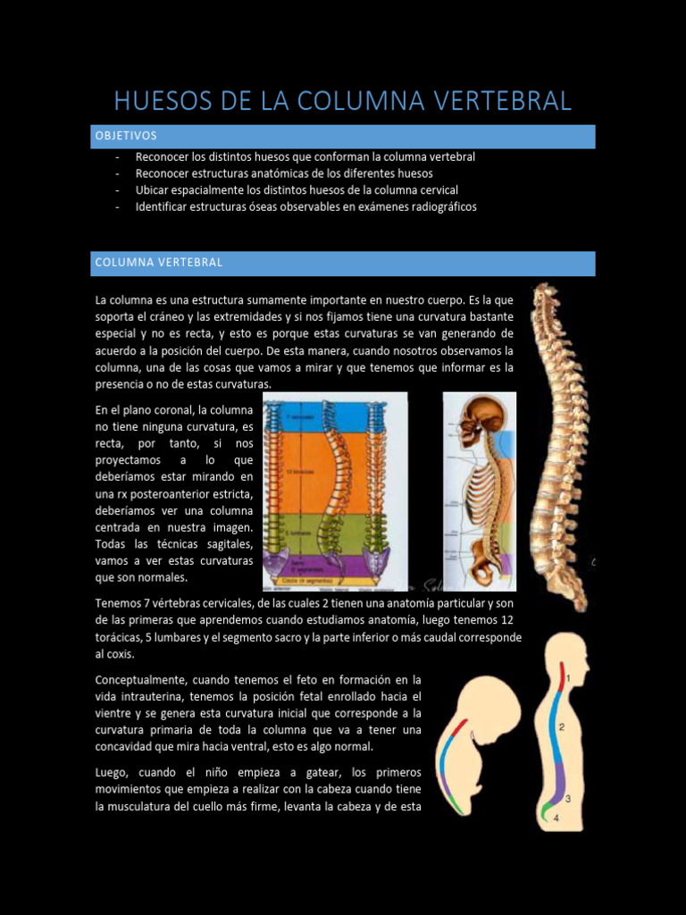 Anatomía de la Columna Cervical | PDF | La columna vertebral | Mano