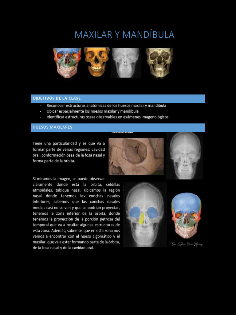 Anatomía del Maxilar y Mandíbula | PDF | Cabeza y cuello humanos ...