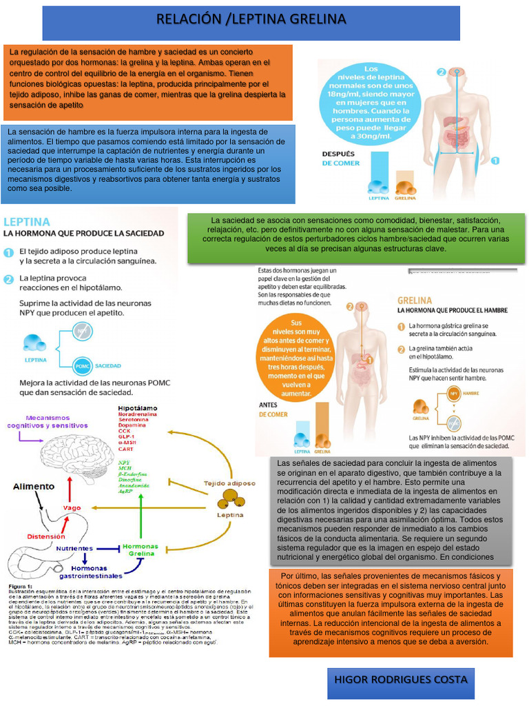 Endocrinologia Leptina-Grelina Higor | PDF | Leptina | Alimentos